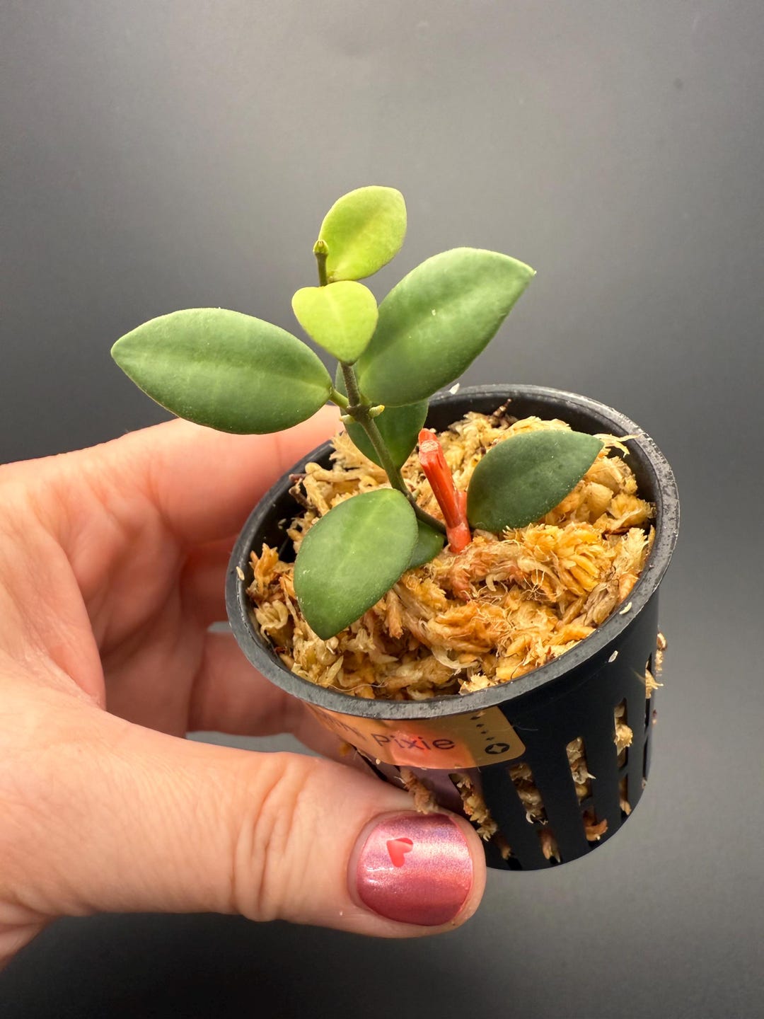 Hoya Cv Mini Pixie | Rare | Lightly Rooted | Active New Growth ...