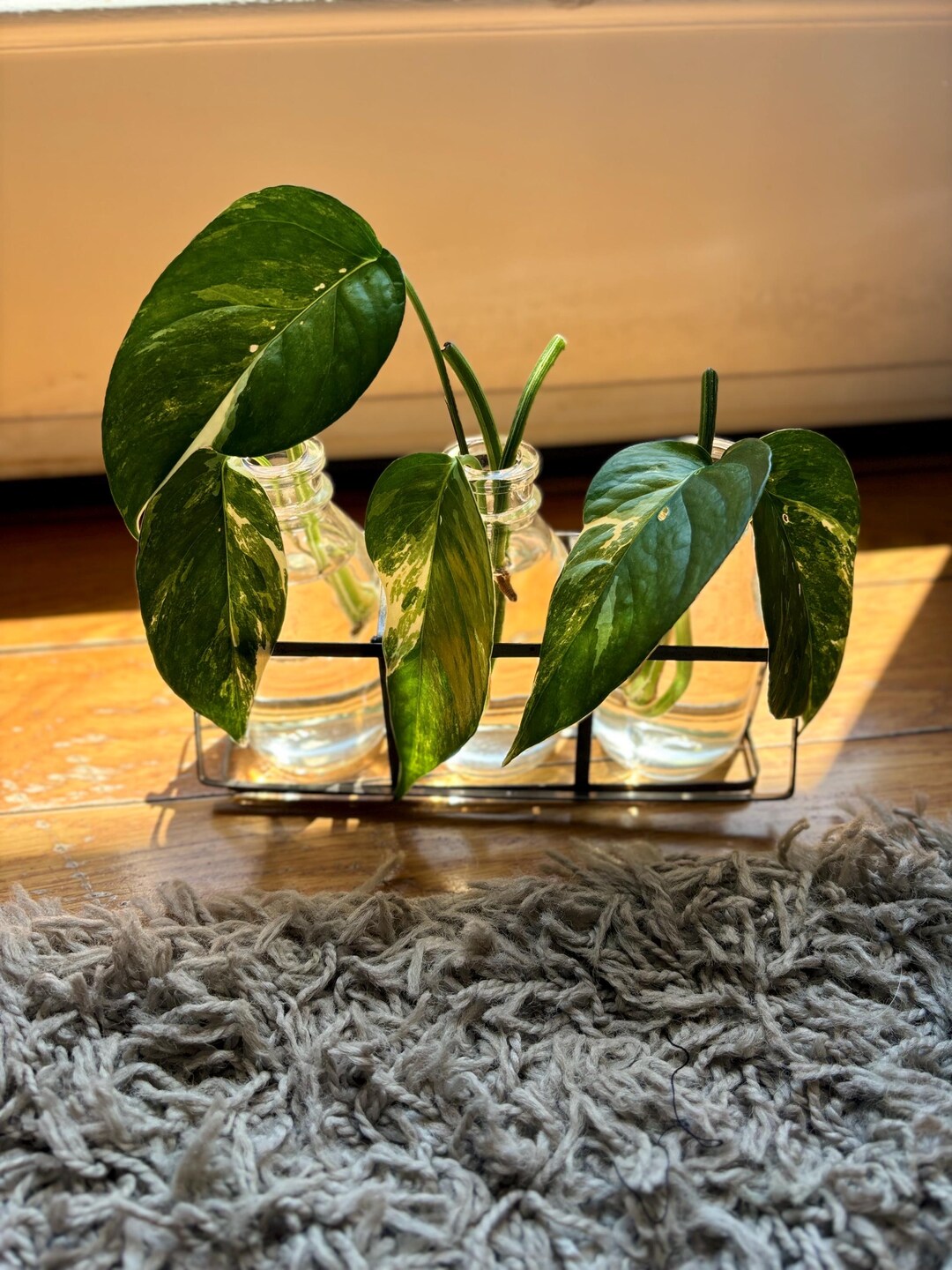 Epipremnum Pinnatum Albo - Pothos - Variegated - Etsy