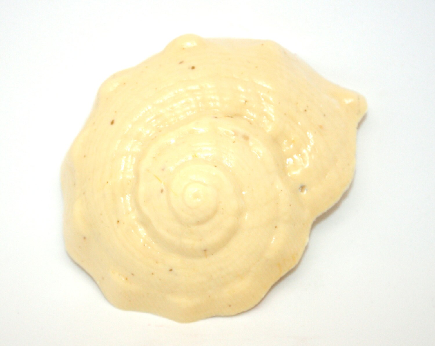 Spiral Sea Shell Soap Party Favor Ocean Theme Party | Etsy