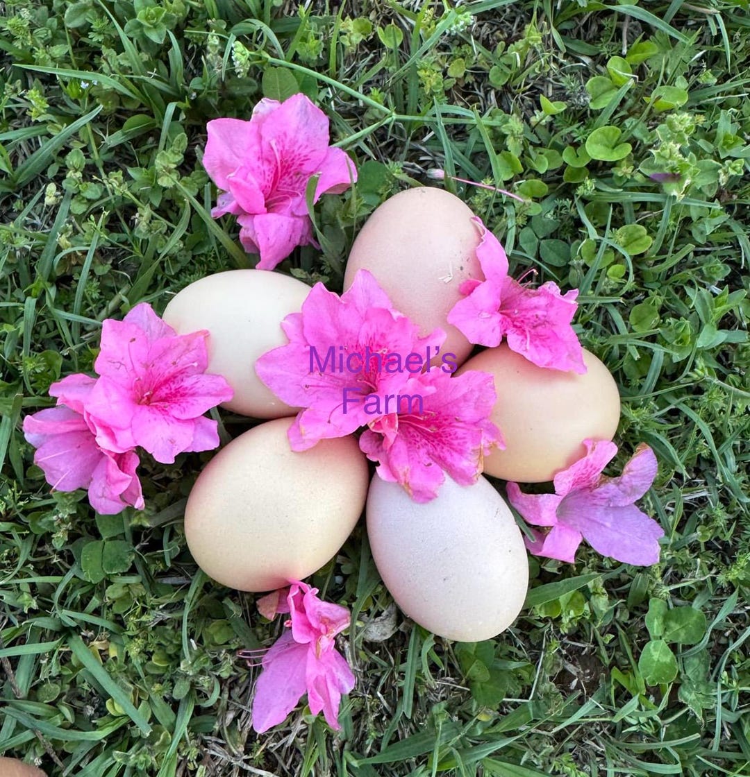 Hatching Naked Neck (turken) Eggs - Etsy