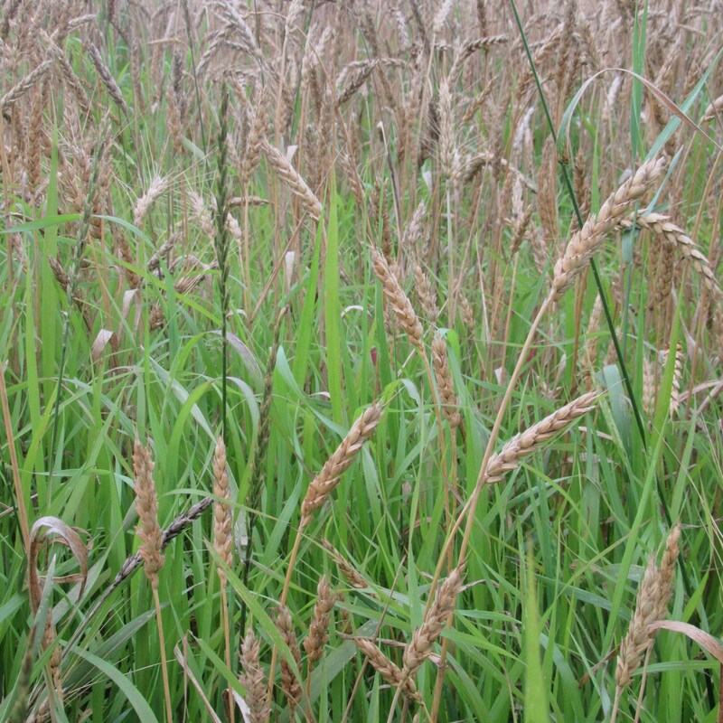 Dried Wheat - Etsy