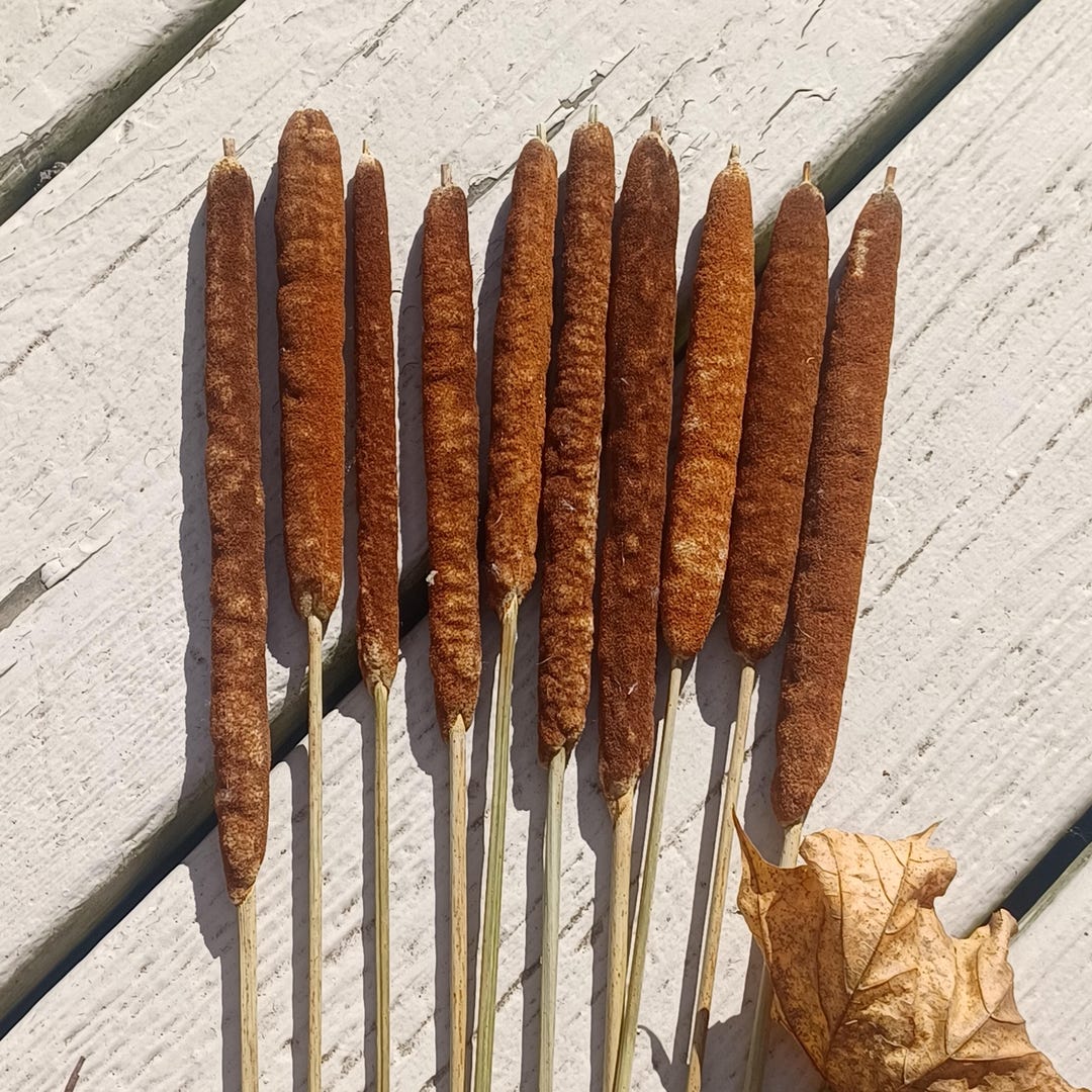 10 SMALL Cattail Stalks: 19" Pencil Style, LONG, Not Plants - Etsy