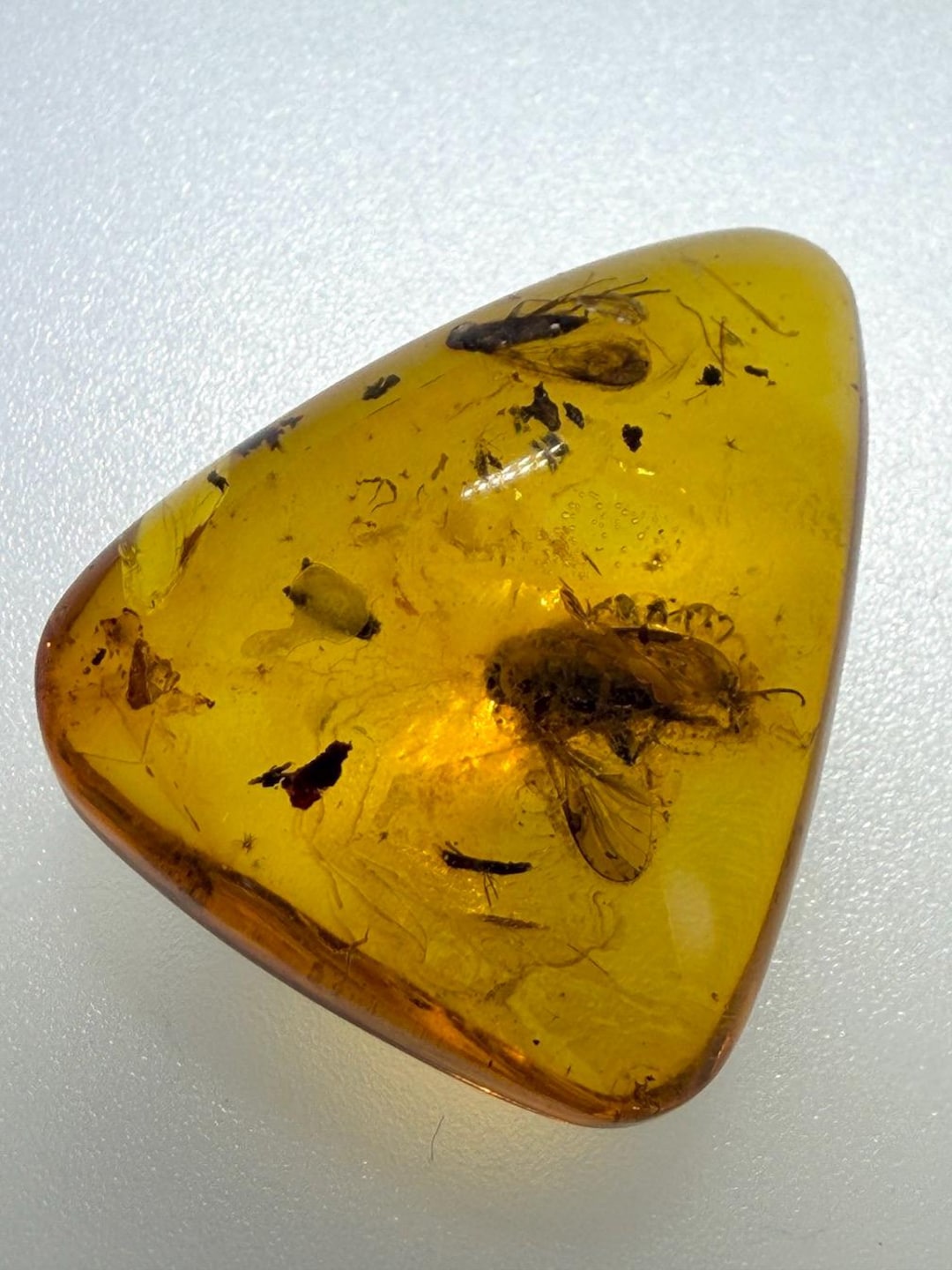 Baltic Amber Fly Fossil Pendant – Rare Insect Inclusion, Collector ...