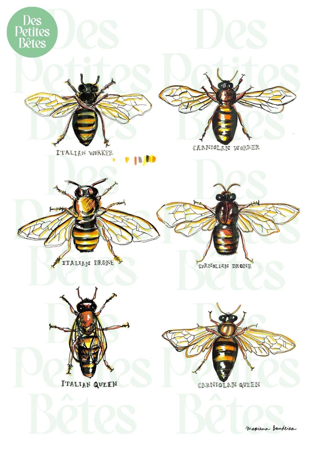 Types of Bees - Insect Poster, Nature Illustration (vertical Poster) - Etsy
