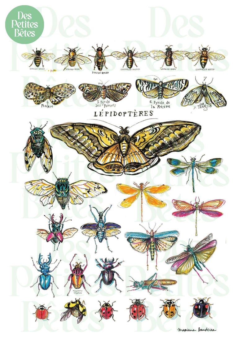 Types of Insects - Hand Illustrated Poster (digital Download) - Etsy