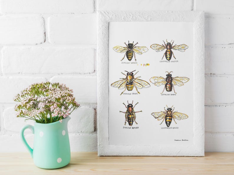 Types of Bees - Insect Poster, Nature Illustration (vertical Poster) - Etsy