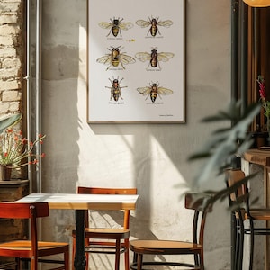 Types of Bees - Insect Poster, Nature Illustration (vertical Poster) - Etsy