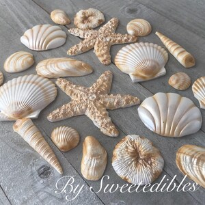 20 Piece Edible Gum Paste Seashells - Etsy