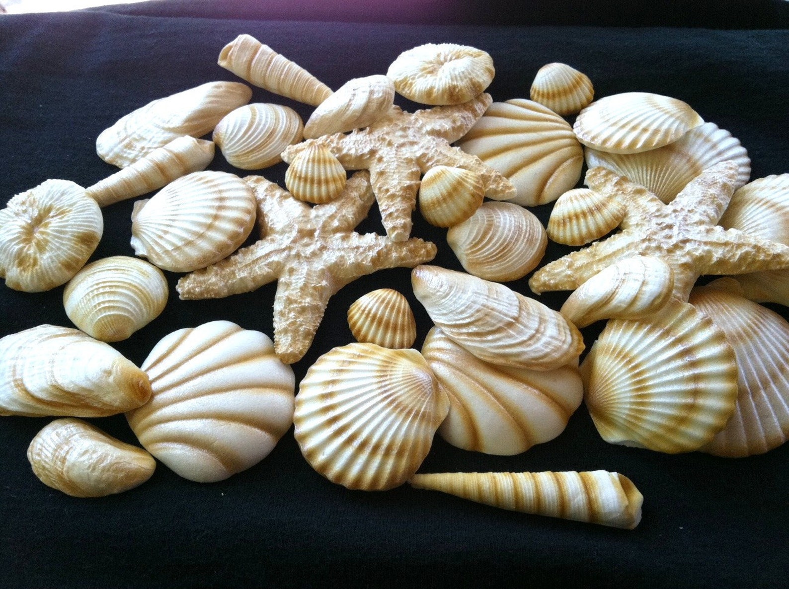 20 Piece Edible Gum Paste Seashells - Etsy