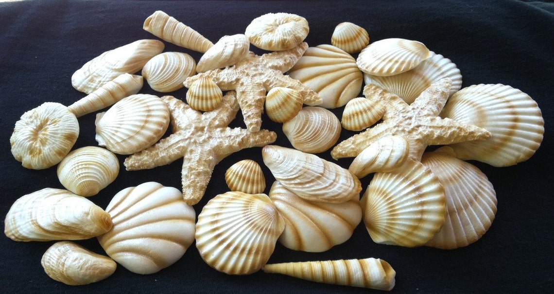 20 Piece Edible Gum Paste Seashells - Etsy