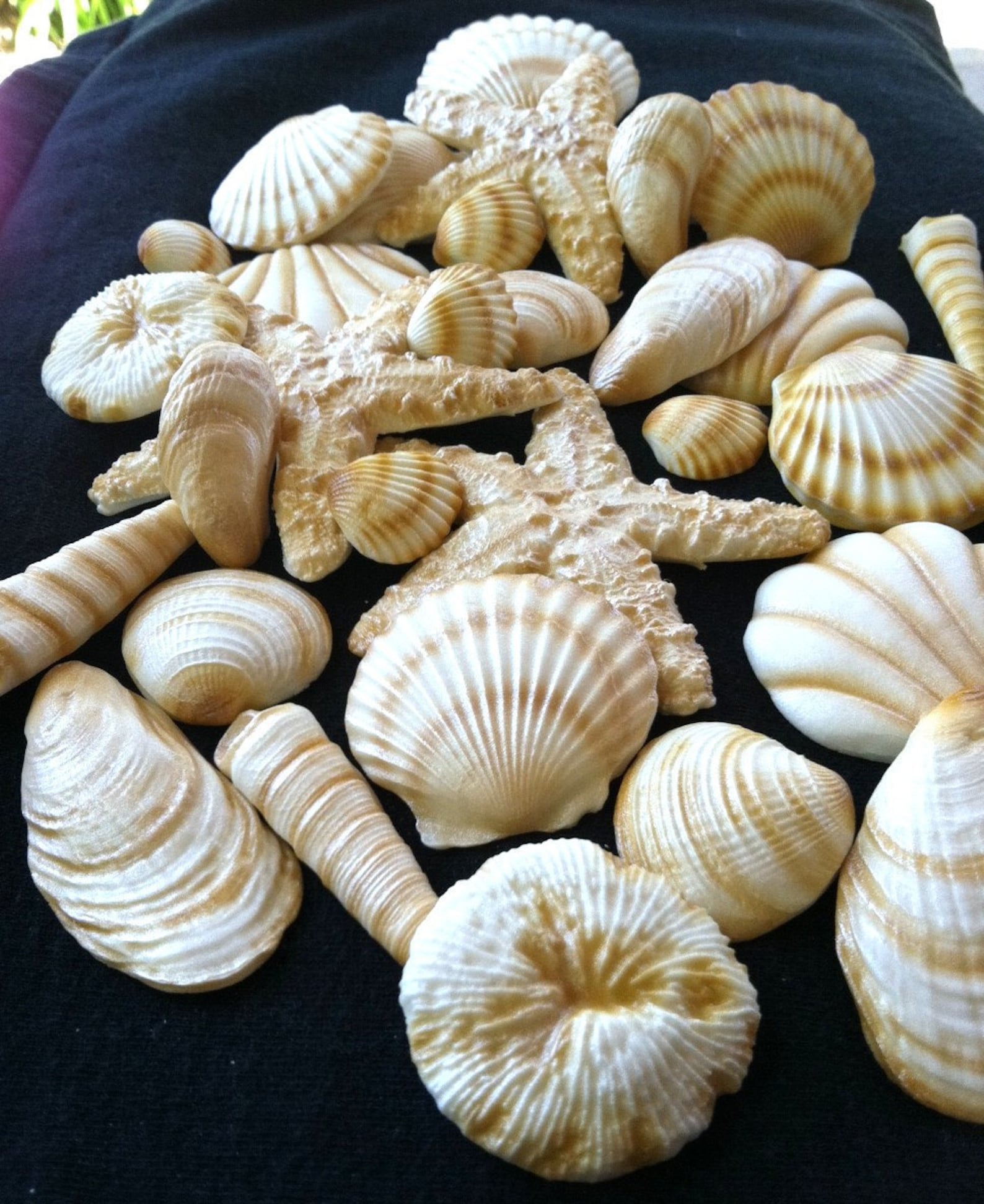 20 Piece Edible Gum Paste Seashells | Etsy