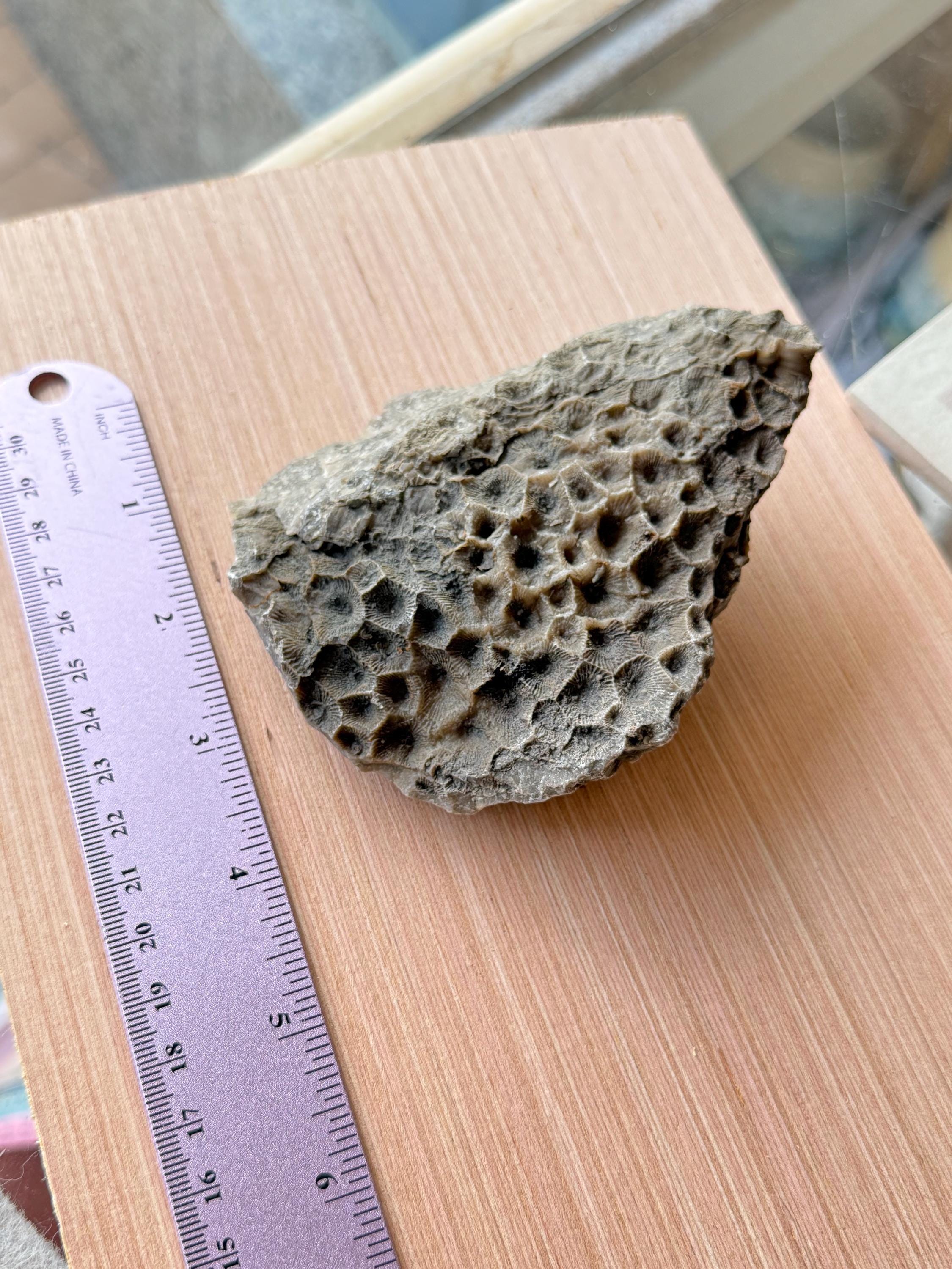 Hexagonaria Fossil- Devonian Period Petoskey Stone - Etsy