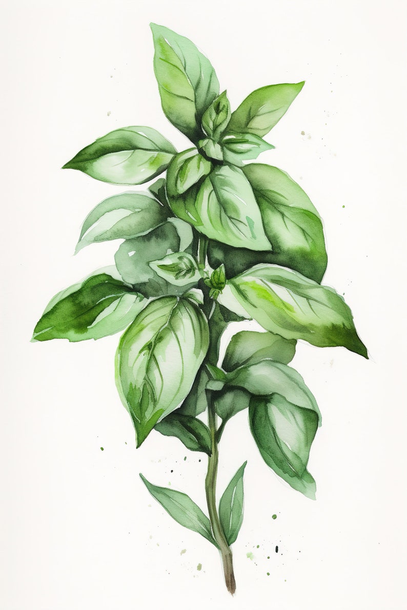 Basil Herb Watercolor Art Print, Kitchen Decor (digital Download) - Etsy