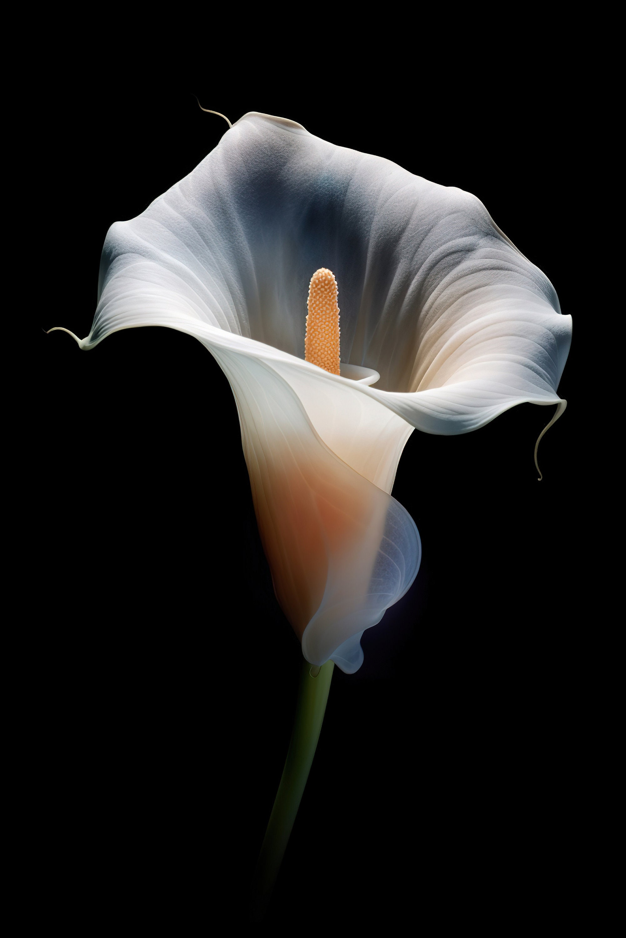 Printable Wall Art, Calla Lily Art, Botanical Wall Art Image for ...