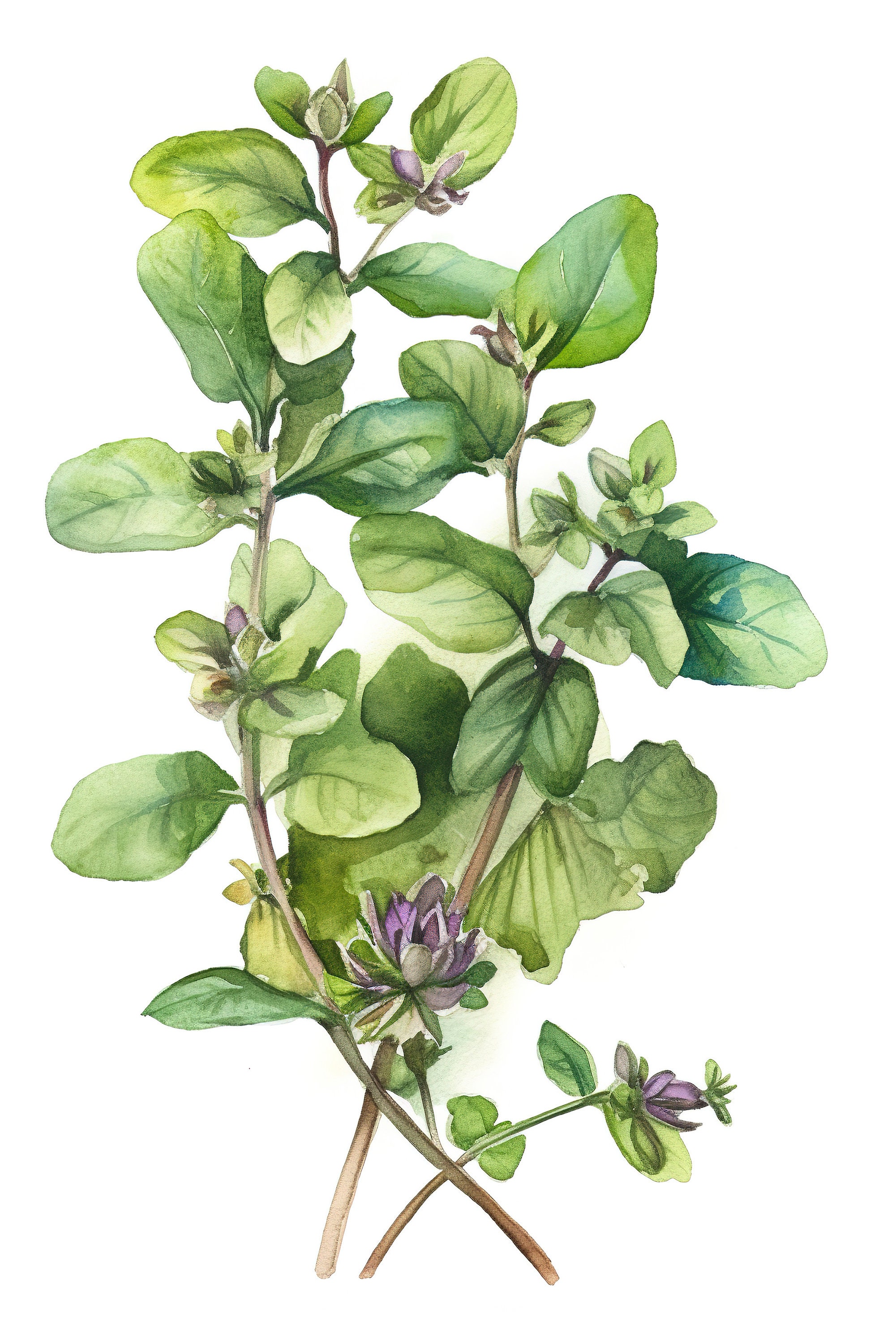 Oregano Herb, Watercolor Oregano on White, Kitchen Decor, Digital ...
