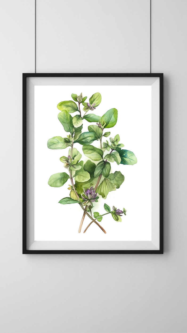 Oregano Watercolor Herb Art Print, Kitchen Decor (digital Download) - Etsy