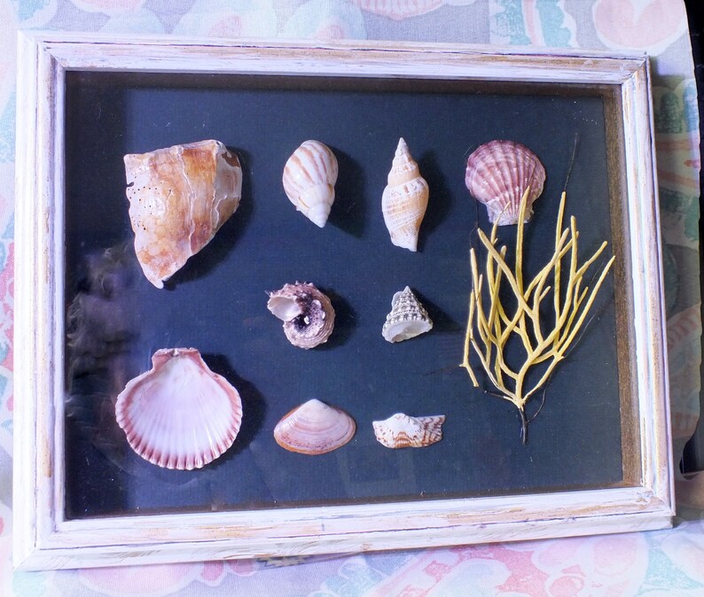 Seashell Shadow Box Coastal Decor Vintage Frame 9 X 12 Inches - Etsy