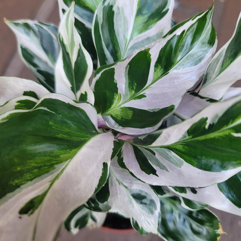 Calathea - Etsy