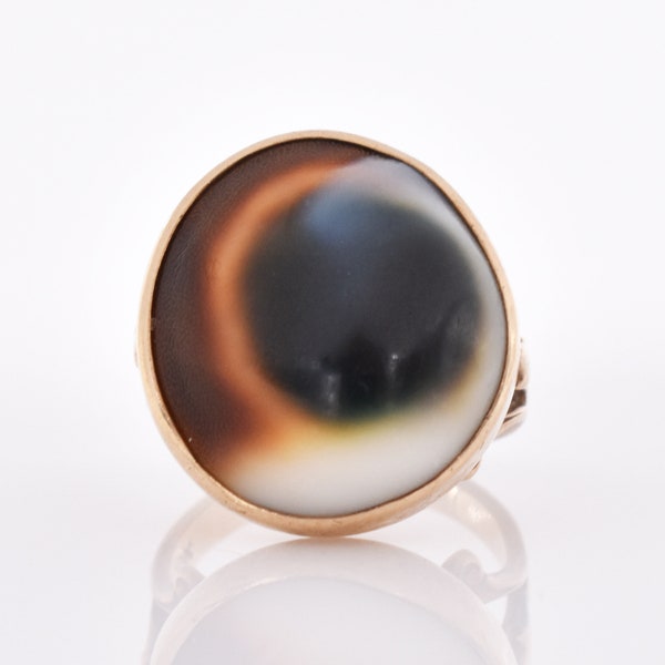 Operculum Shell - Etsy