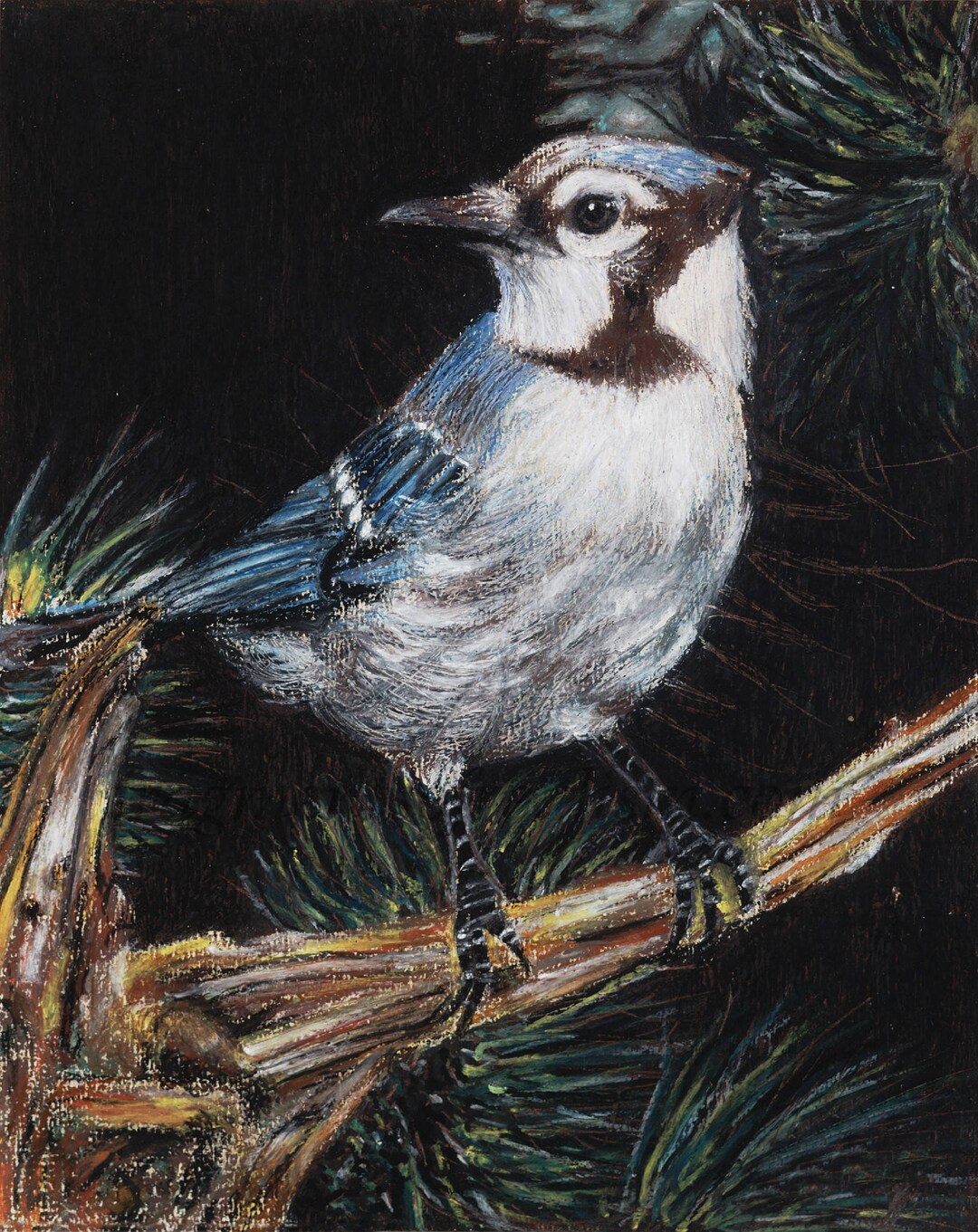 Blue Jay Print 8 X 10, Matted or Without Mat Digital Download Available ...