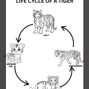 Life Cycle Coloring Pages for Kids | Animal Science Worksheets ...