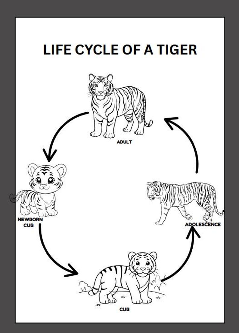 Life Cycle Coloring Pages for Kids | Animal Science Worksheets ...