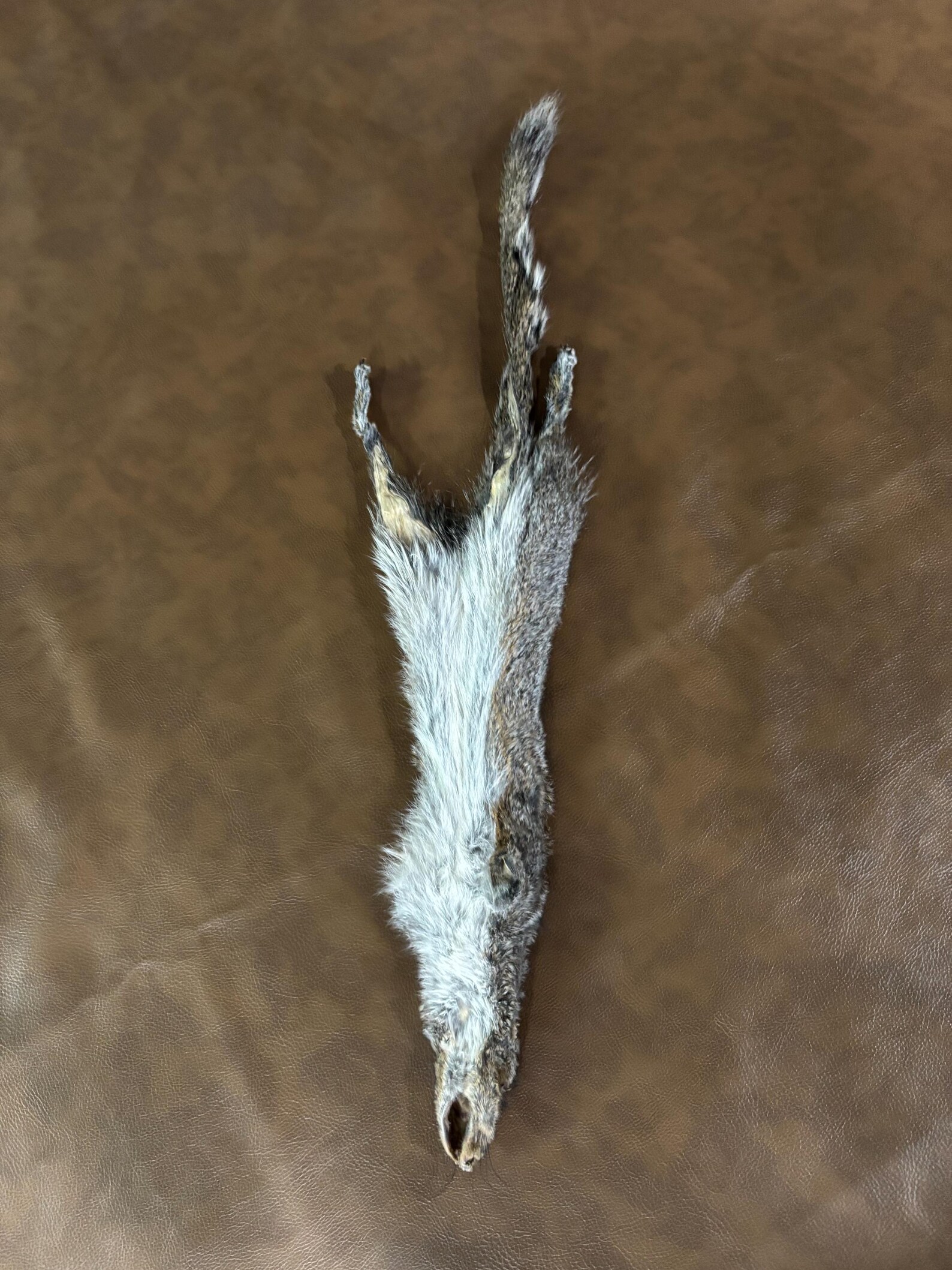 Grey Squirrel Pelt - Soft Tanned to Perfection- 25 Inches- Beautiful ...