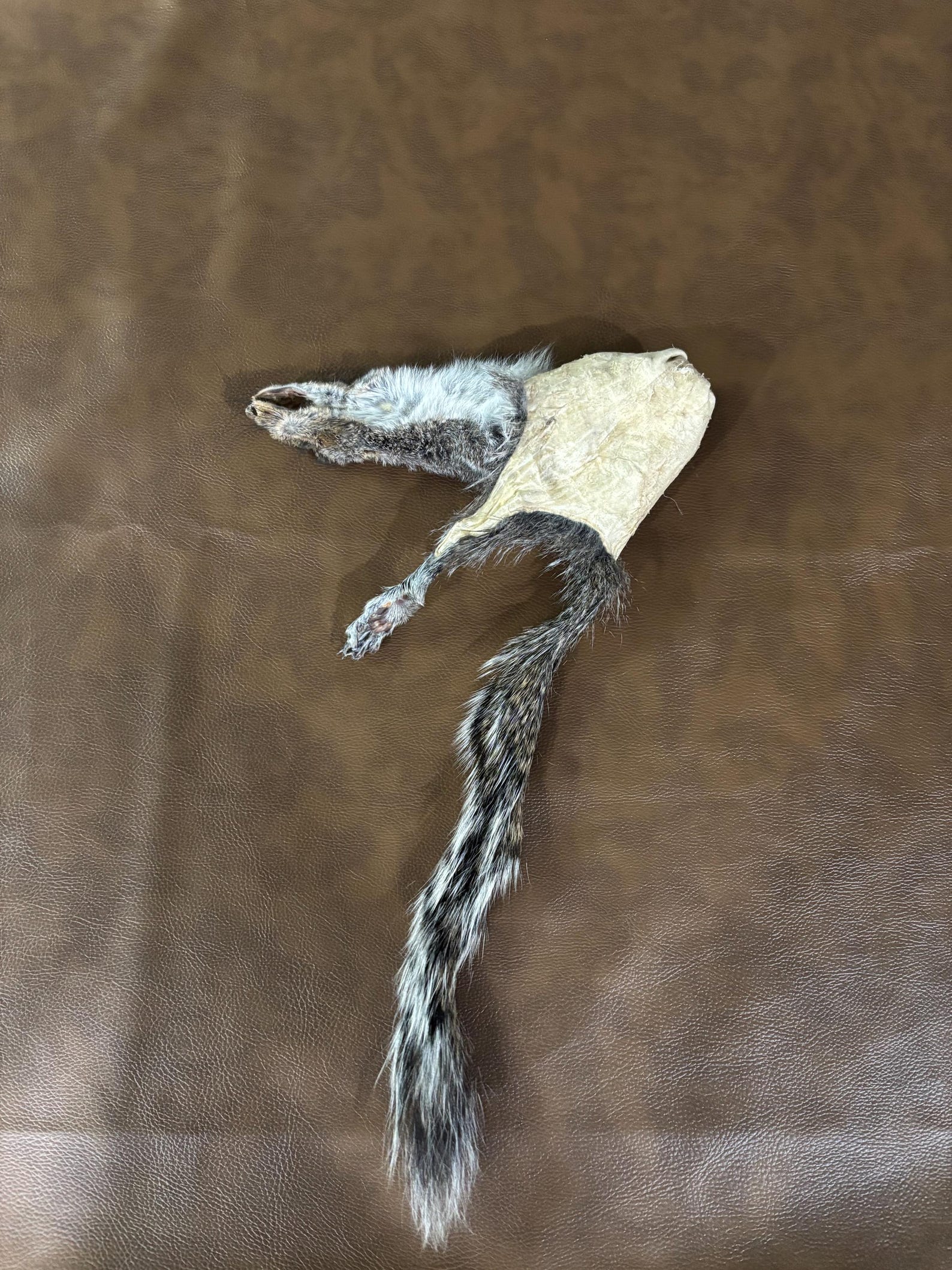 Grey Squirrel Pelt - Soft Tanned to Perfection- 25 Inches- Beautiful ...