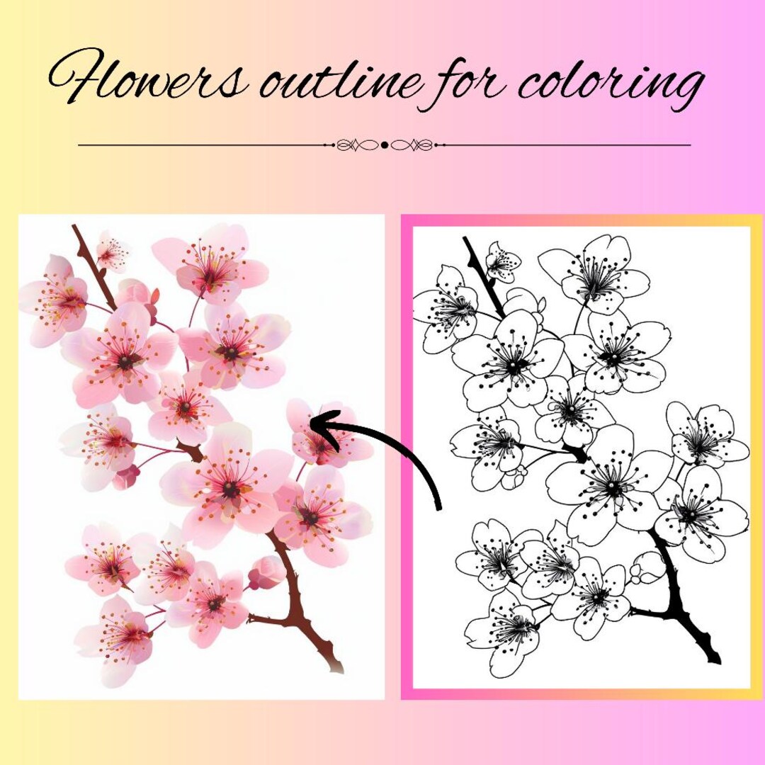 Sakura Outlines to Color PDF, Flowers Drawings to Trace, Sakura ...