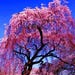 Japanese "weeping Sakura" Cherry Blossom Tree Seeds – 5 Seeds - Etsy