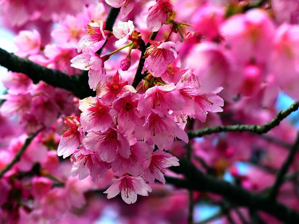 Japanese Sakura Cherry Blossom Tree Seeds – Hardy Flowering Plant – 5 ...