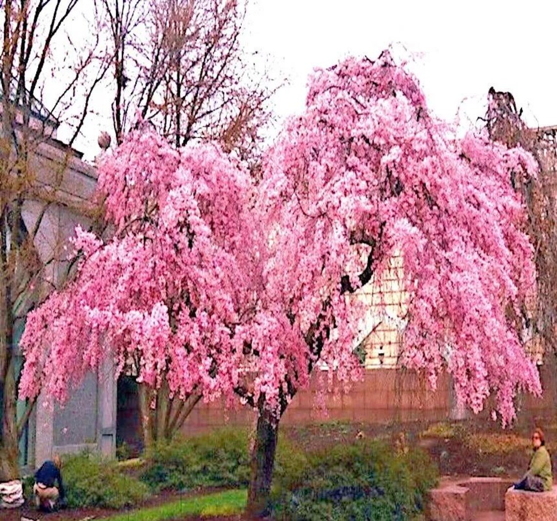 Japanese "weeping Sakura" Cherry Blossom Tree Seeds – 5 Seeds - Etsy