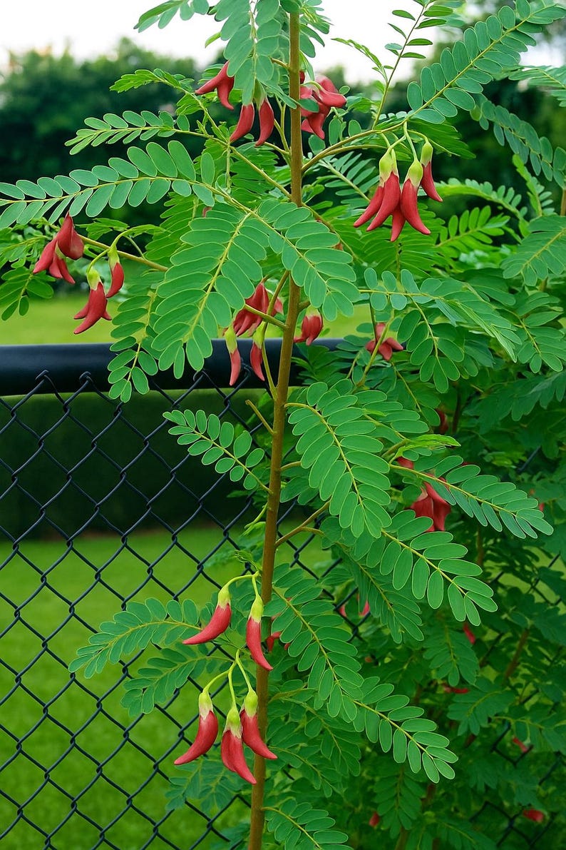 20 Rare Hummingbird Tree Seeds – Agati Flower Plant – Fast-growing ...