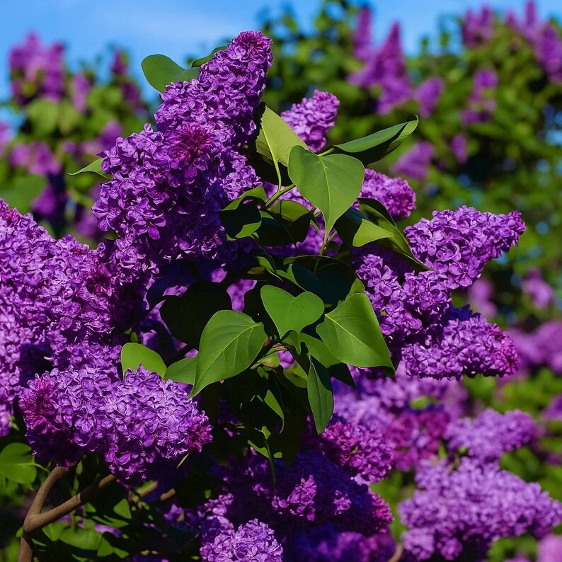 20 Common Lilac Tree Seeds – Fragrant Purple Flowers, Hardy Perennial ...