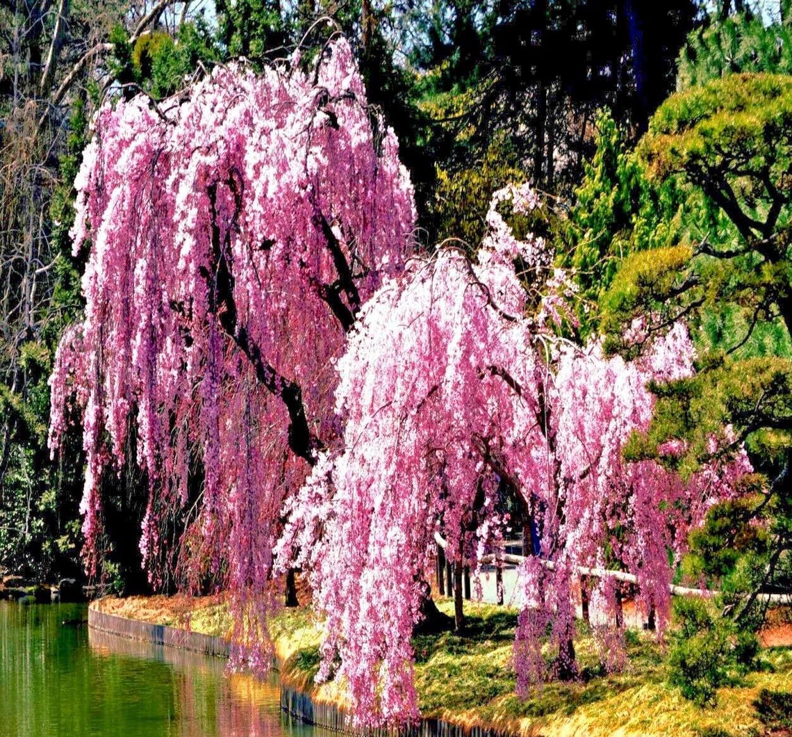 Japanese "weeping Sakura" Cherry Blossom Tree Seeds – 5 Seeds - Etsy
