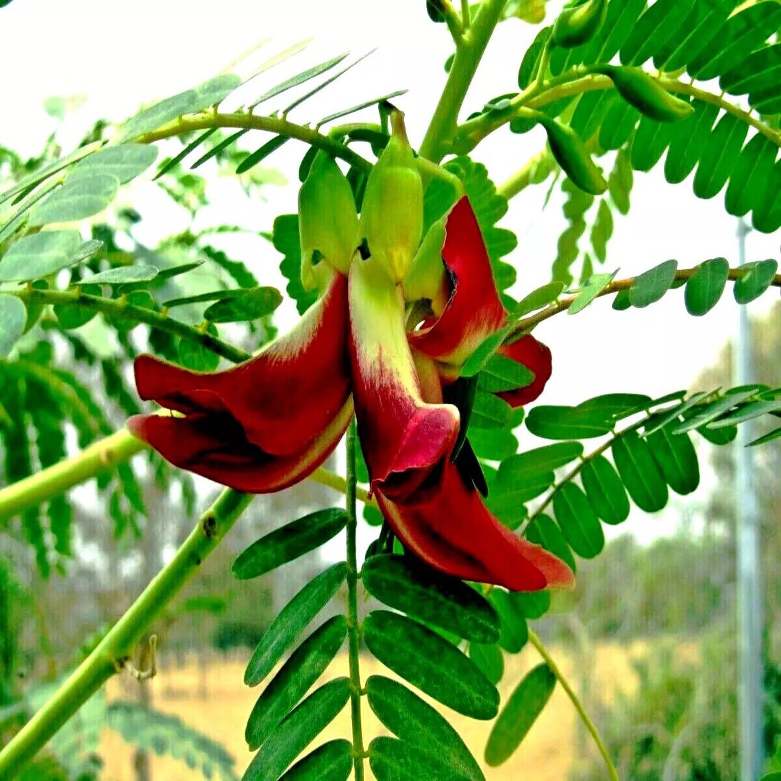20 Rare Hummingbird Tree Seeds – Agati Flower Plant – Fast-growing ...