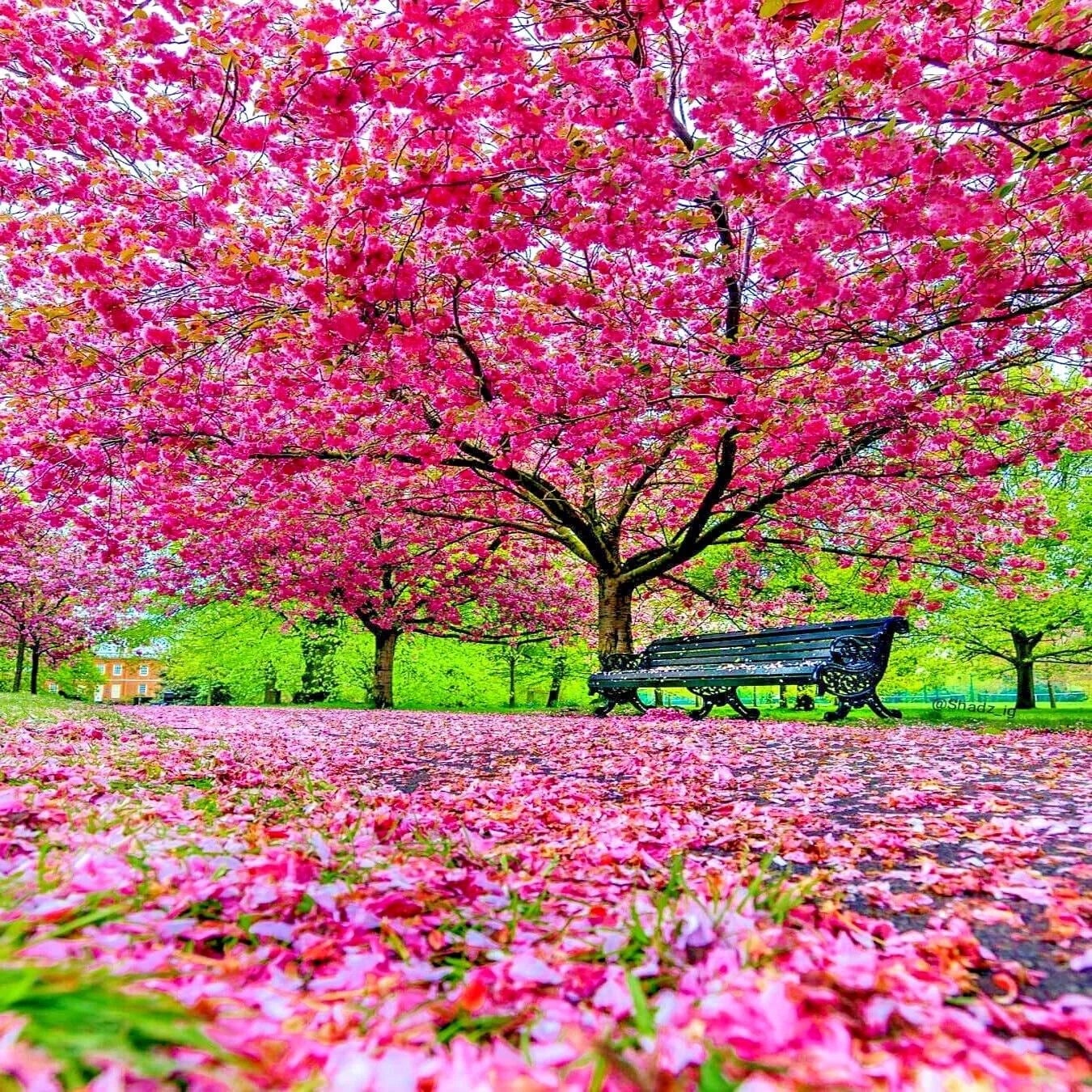 Japanese Sakura Cherry Blossom Tree Seeds – Hardy Flowering Plant – 5 ...