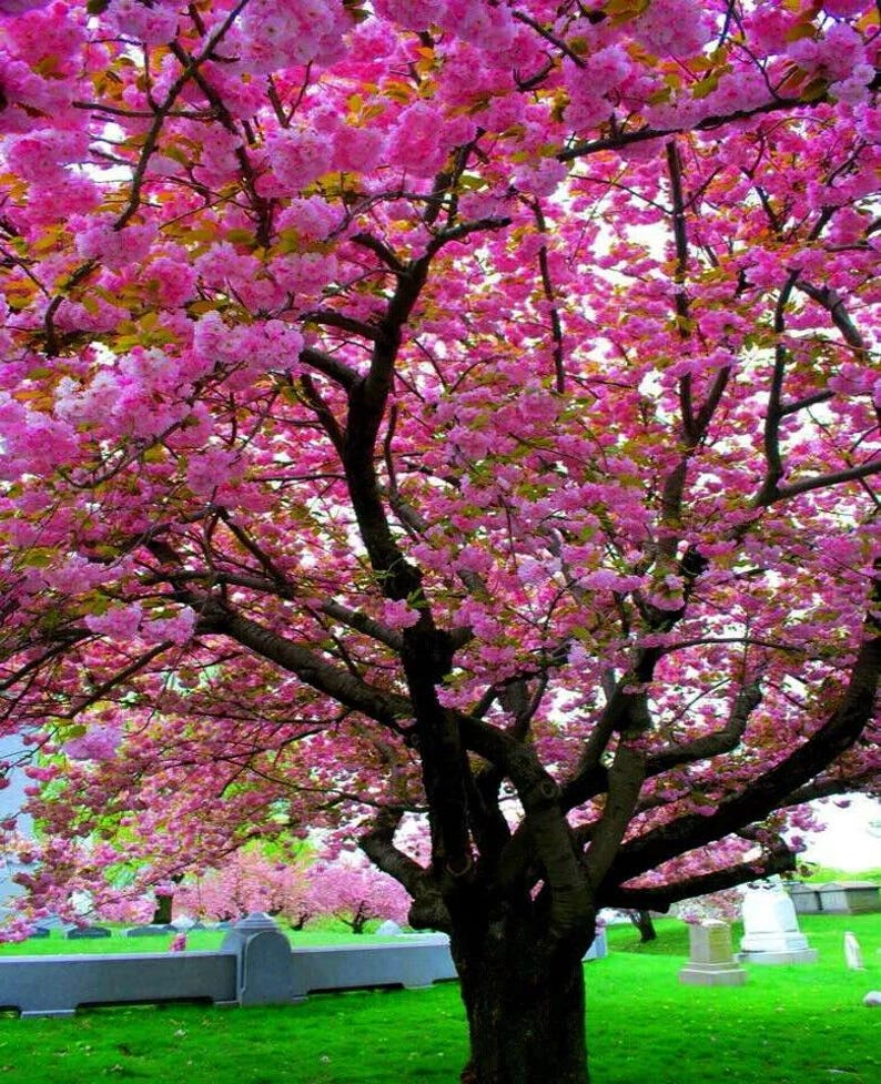 Japanese Sakura Cherry Blossom Tree Seeds – Hardy Flowering Plant – 5 ...