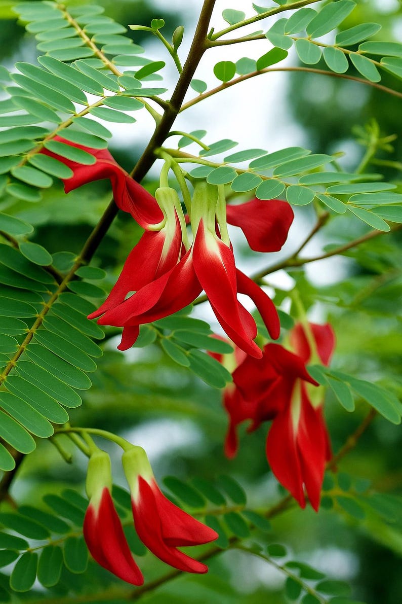 20 Rare Hummingbird Tree Seeds – Agati Flower Plant – Fast-growing ...