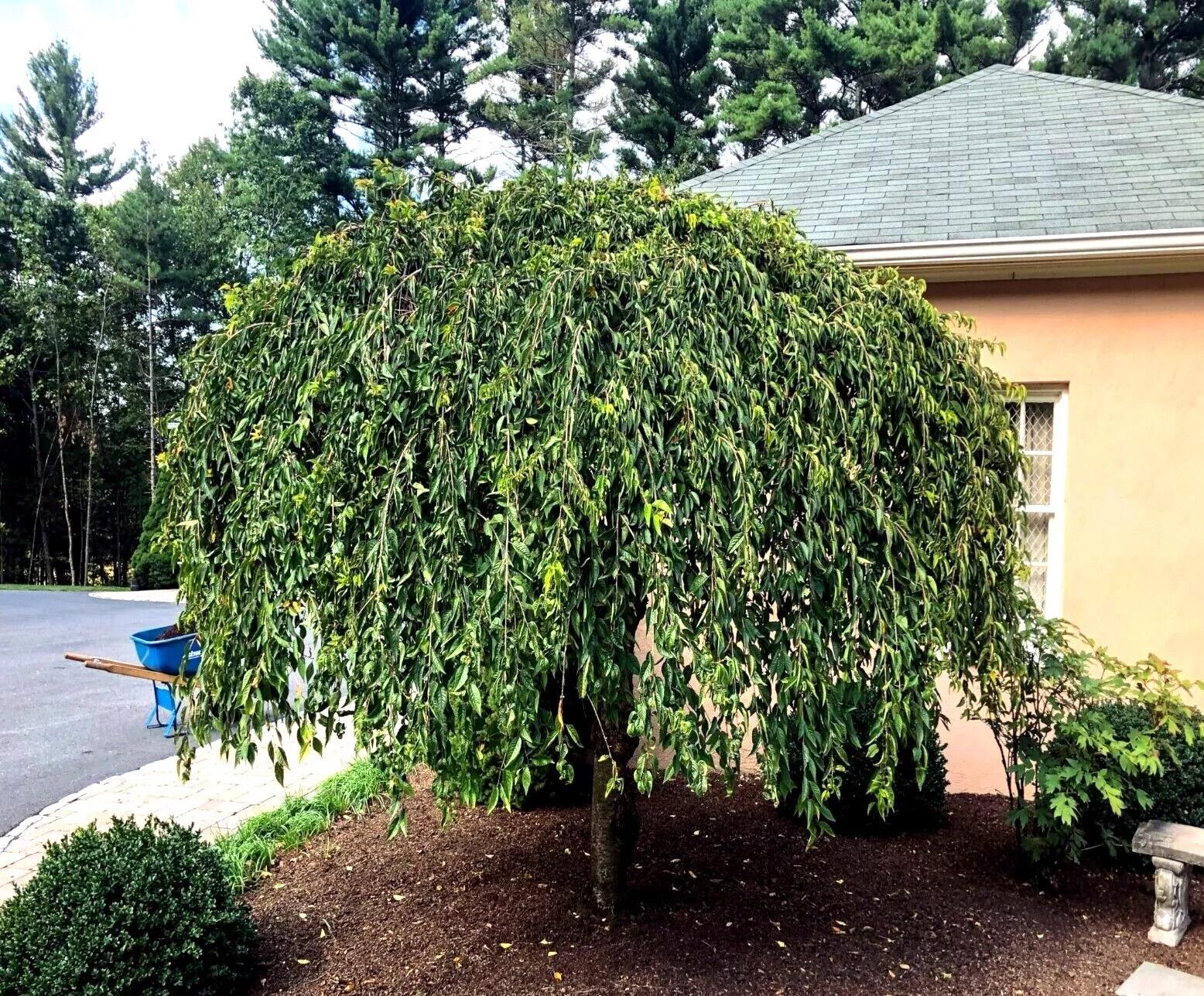 Japanese "weeping Sakura" Cherry Blossom Tree Seeds – 5 Seeds - Etsy