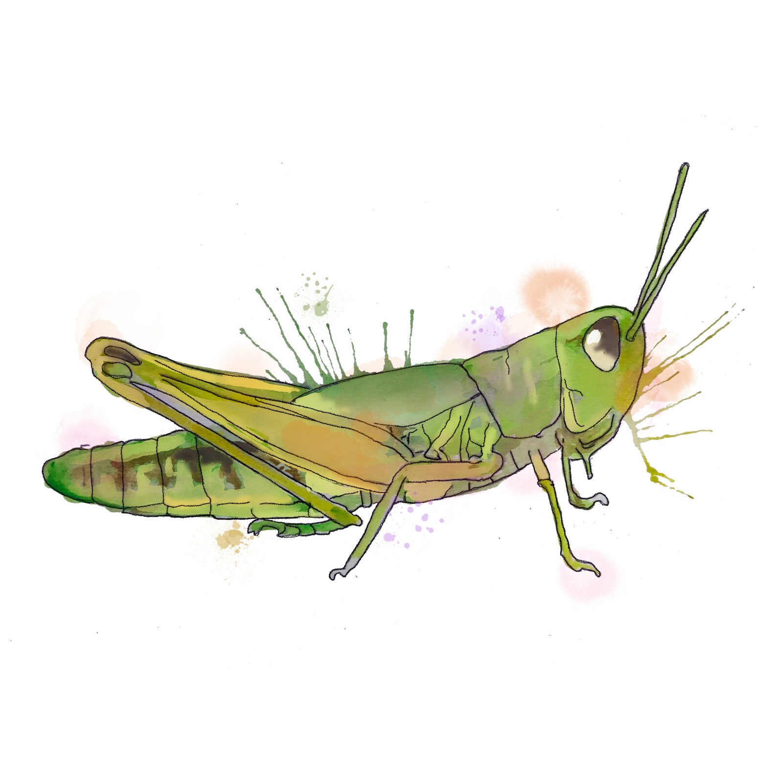 Cricket drawing Illustration Animal art for kids | Etsy