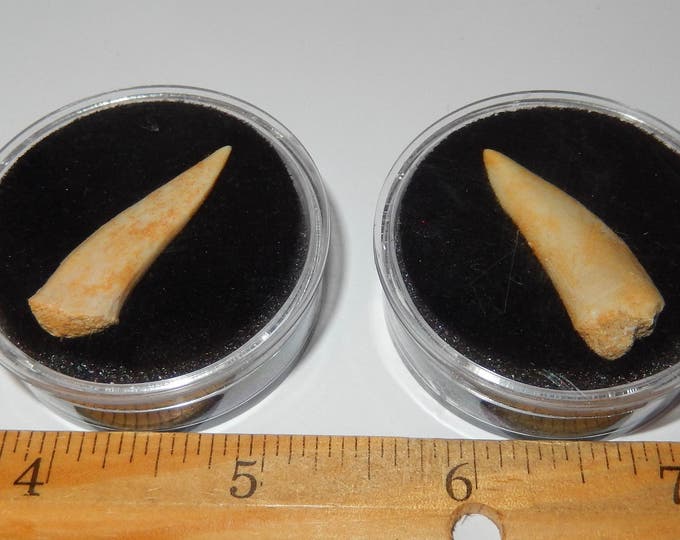 Fossil Enchodus (saber Toothed- Herring Fish) Tooth - Etsy