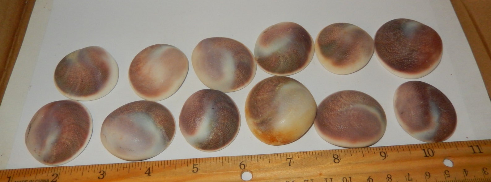 Shell Cut in Half Semi Polished | Etsy