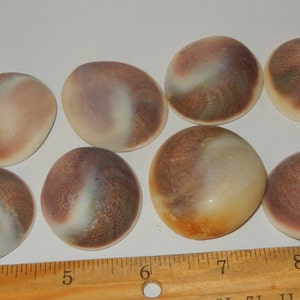 Shell Cut in Half Semi Polished - Etsy