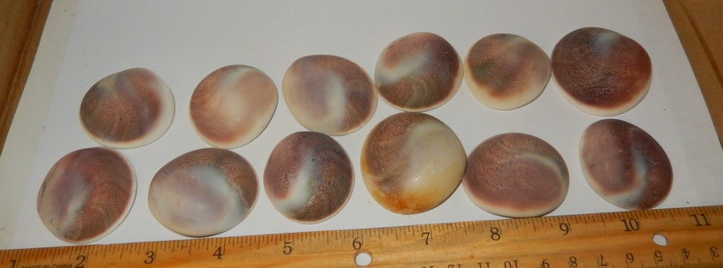 Shell Cut in Half Semi Polished - Etsy