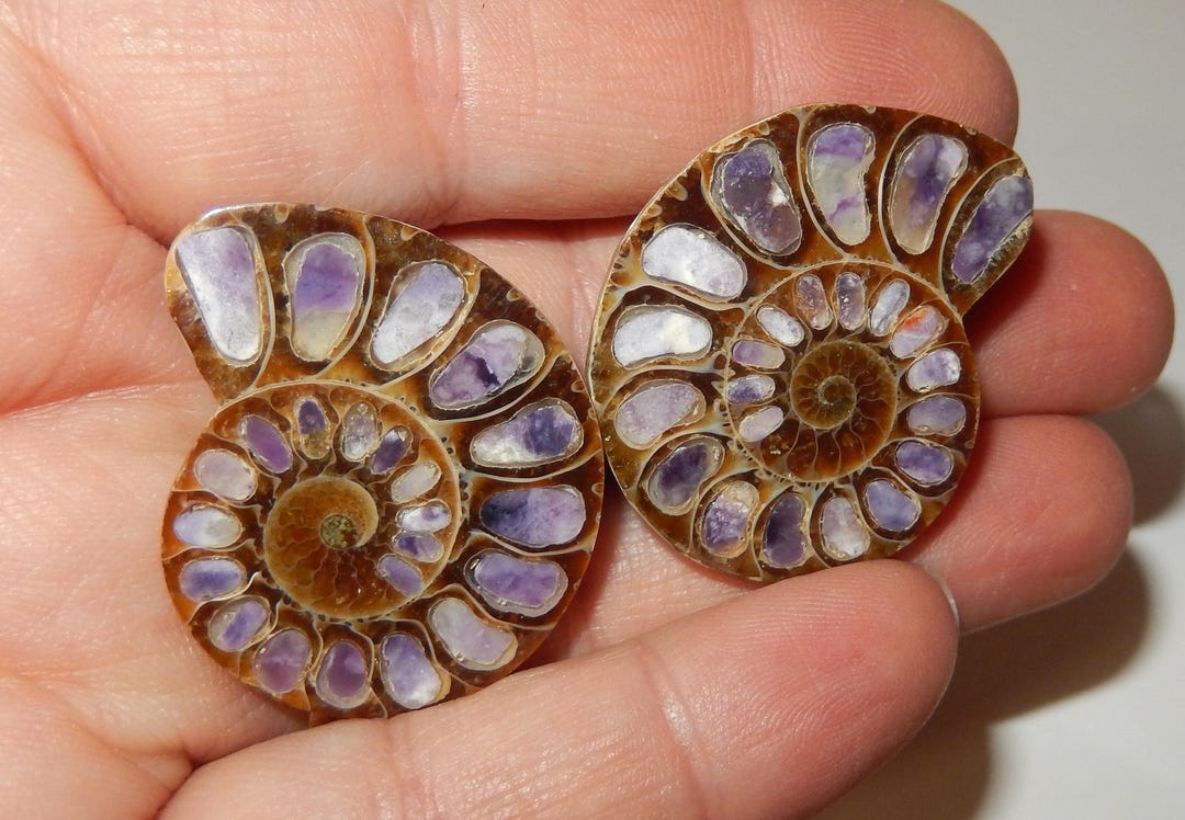 Fossilized Ammonite Pair Inlayed With Purple Opal - Etsy