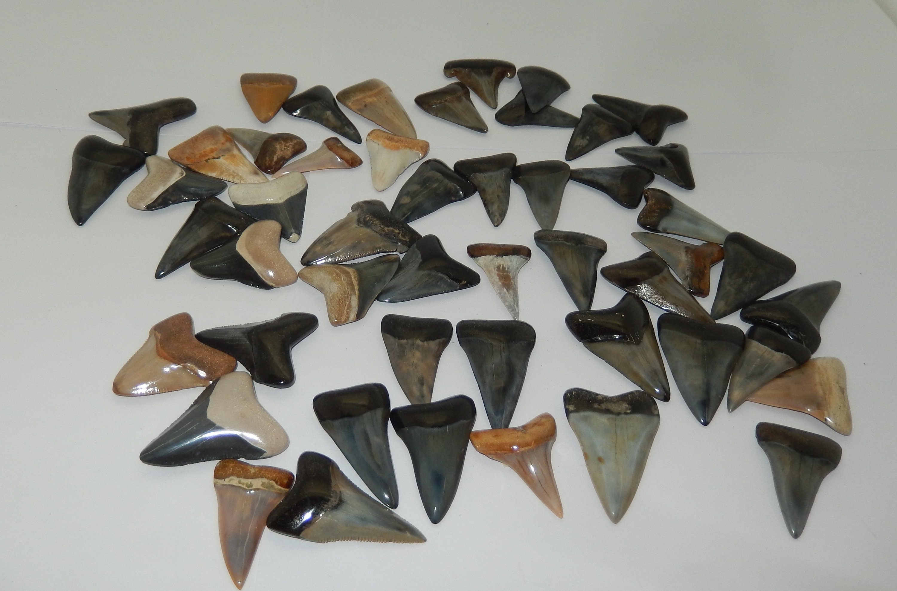 Mako Fossilized Shark Tooth Polished from SC or Bakersfield | Etsy