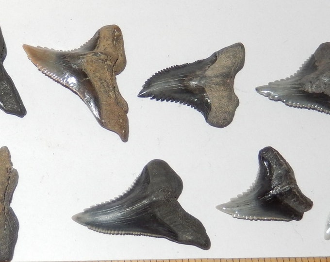 Fossilized Snaggle Shark Tooth - Etsy