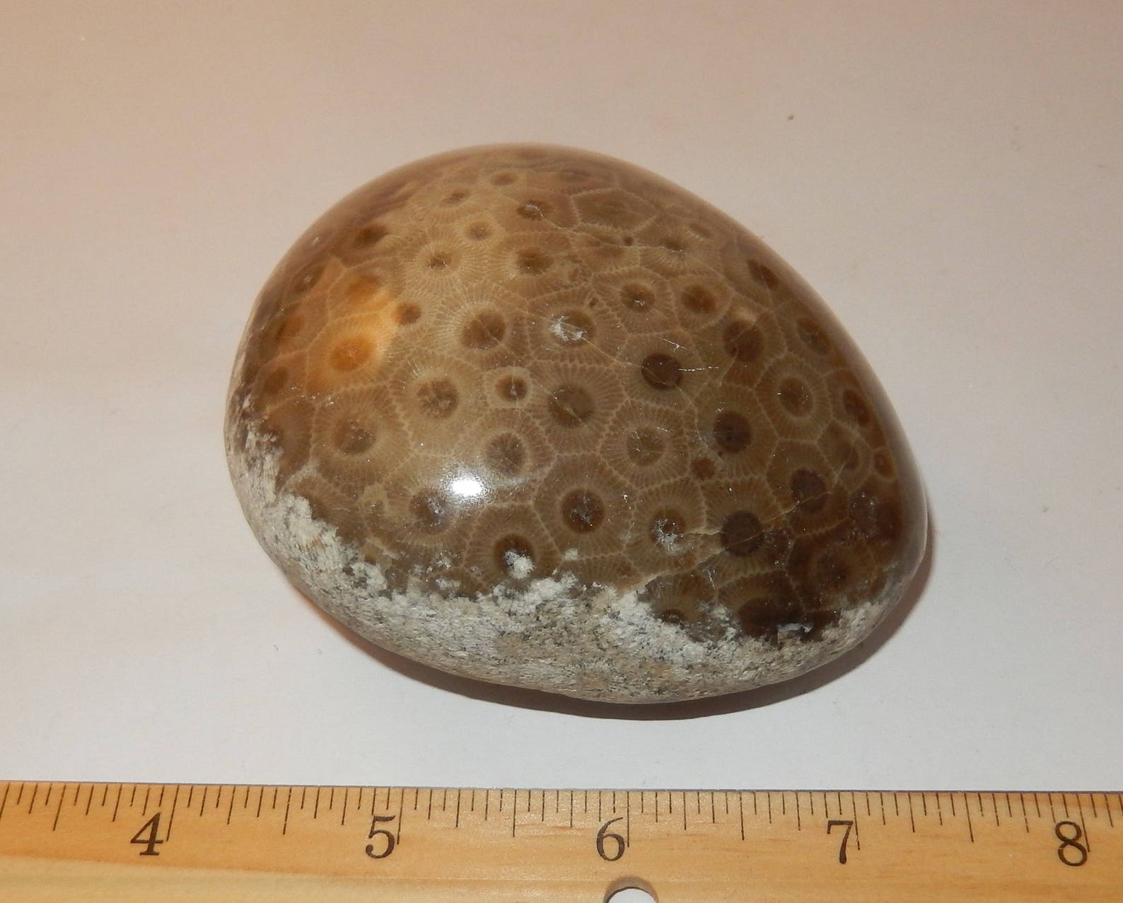 Polished Petosky Stone - Extra Large - Etsy