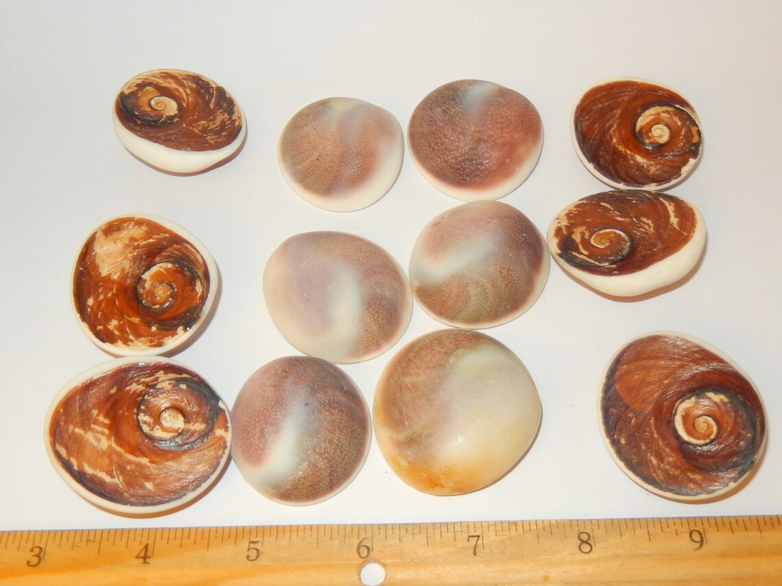 Shell Cut in Half Semi Polished | Etsy